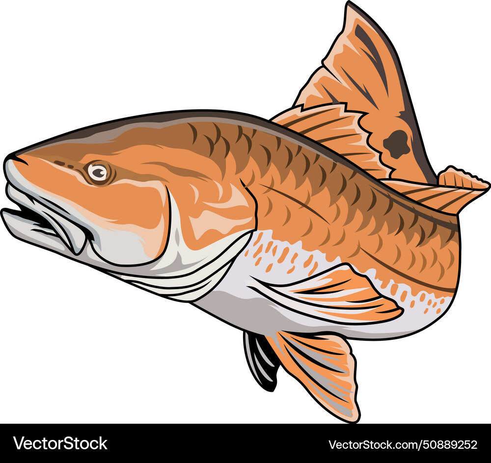 Redfish red drum fishing Royalty Free Vector Image