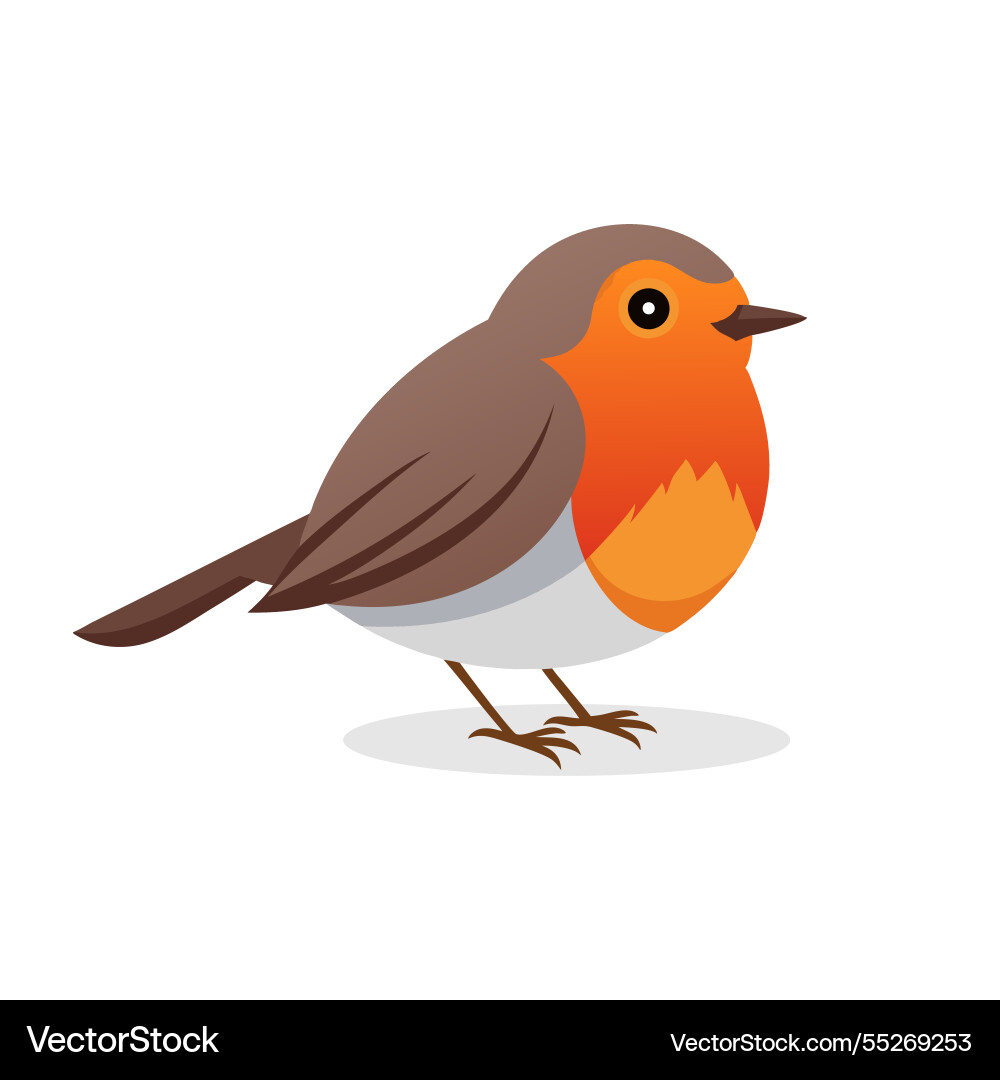 Cute robin bird isolated flat on white background Vector Image