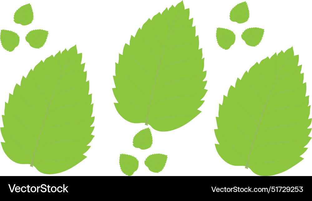 Fresh green mint leaves Royalty Free Vector Image