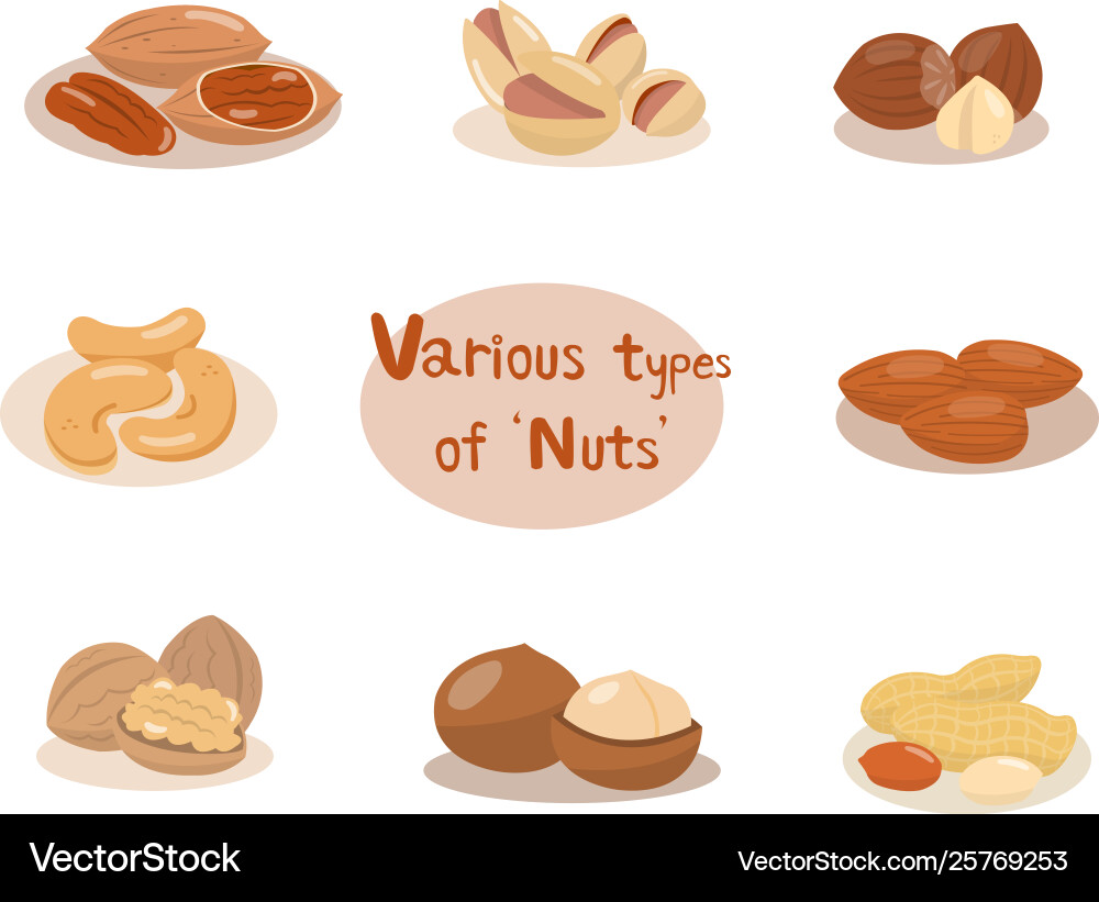 Various types nuts isolated on white background Vector Image