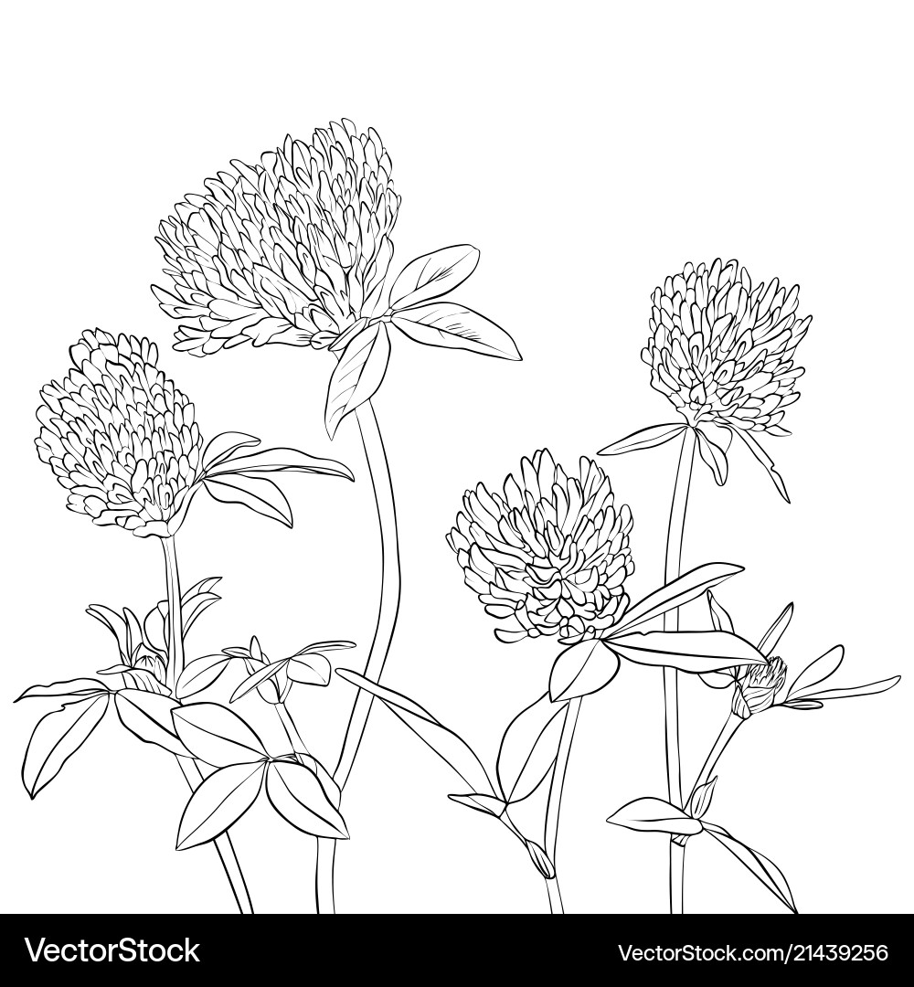 Drawing clover flowers Royalty Free Vector Image