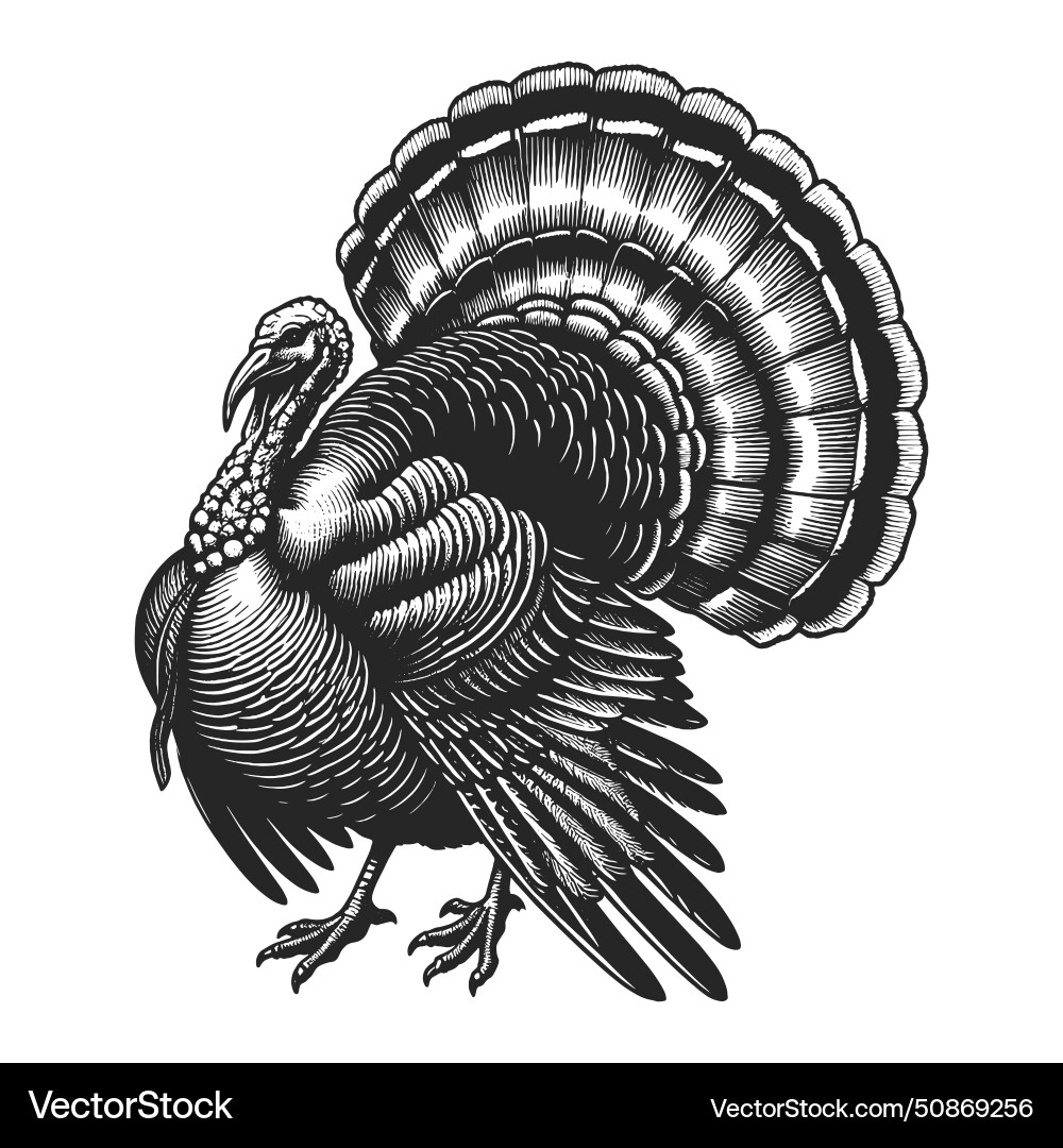 Majestic turkey engraving sketch Royalty Free Vector Image