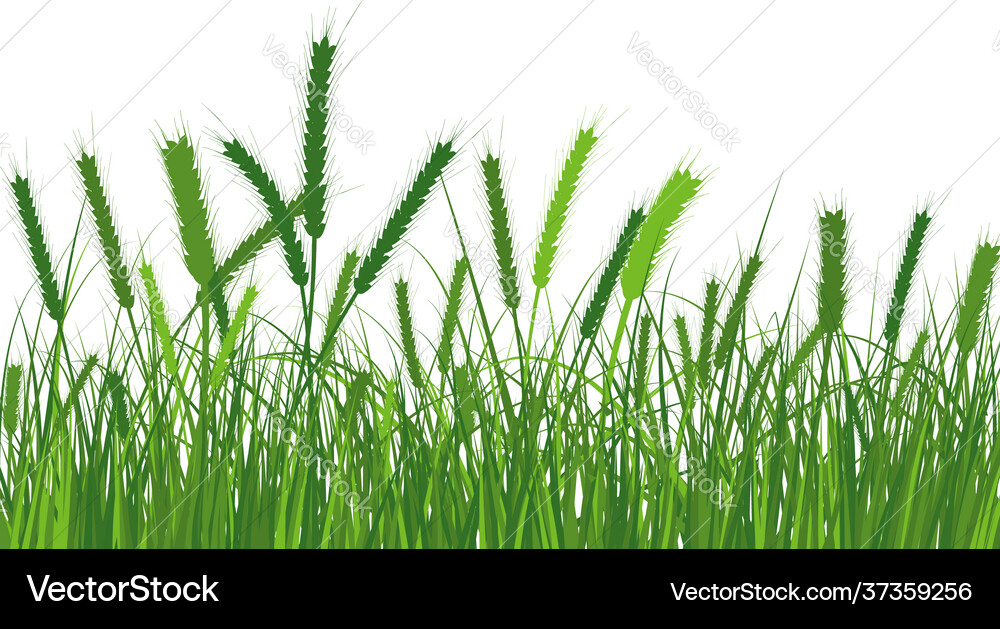 Wheat meadow grass Royalty Free Vector Image - VectorStock