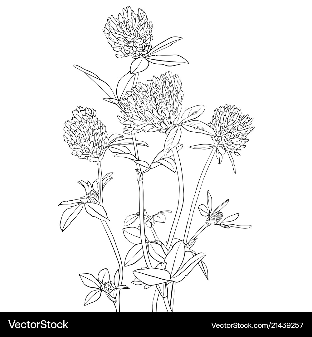 Drawing clover flowers Royalty Free Vector Image