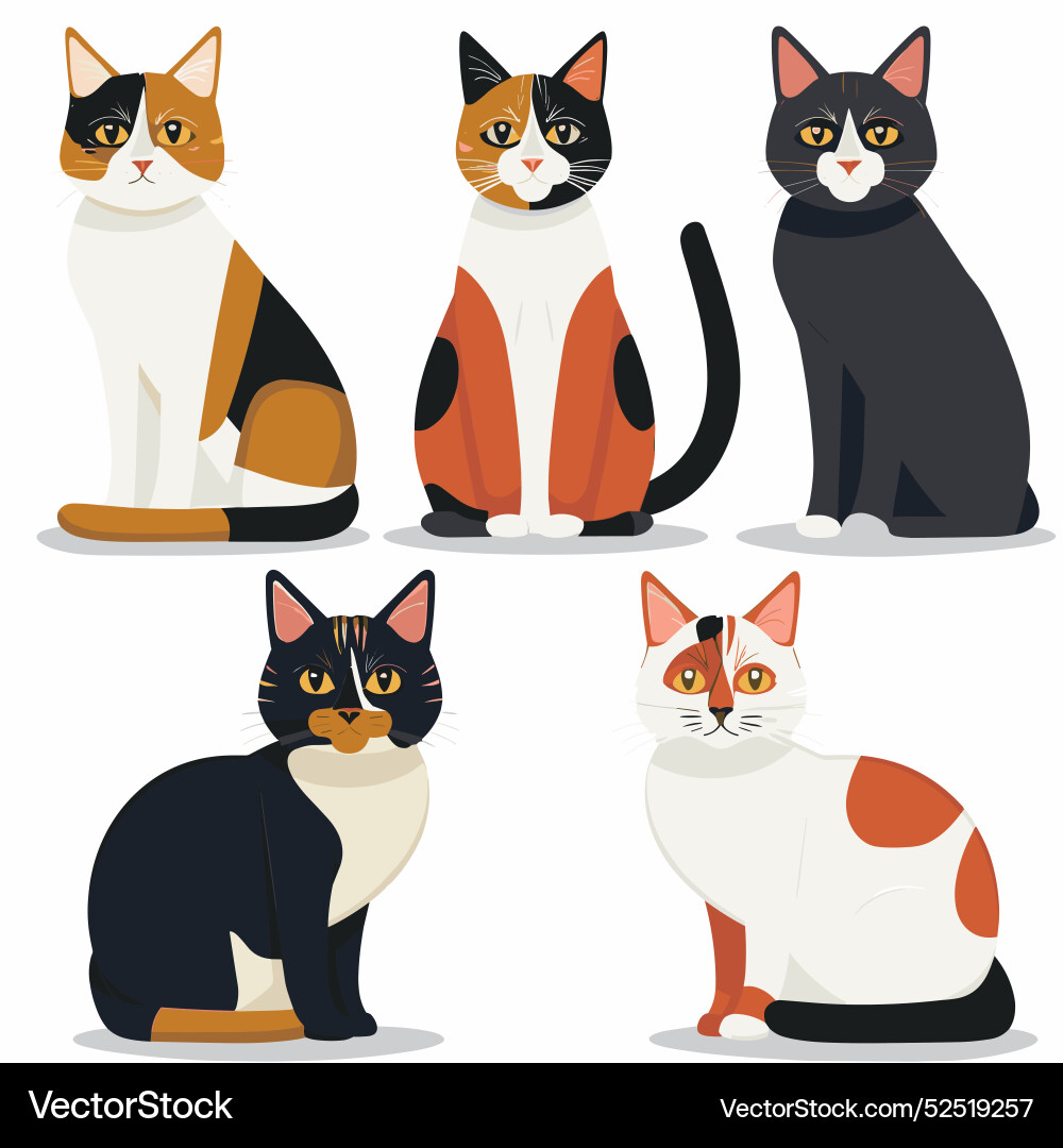 Set various calico cats sitting standing looking Vector Image