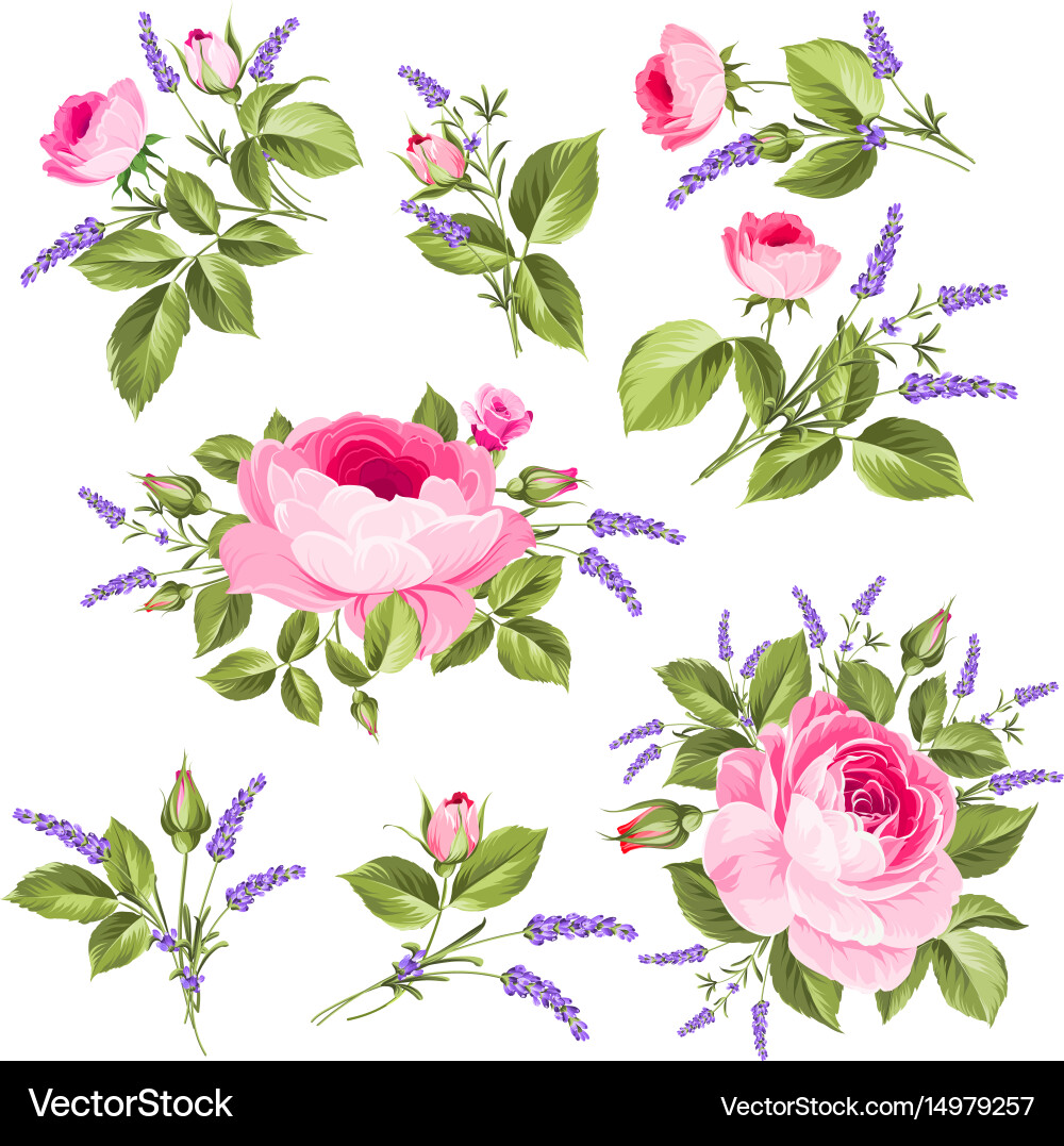 Vintage rose set Royalty Free Vector Image - VectorStock