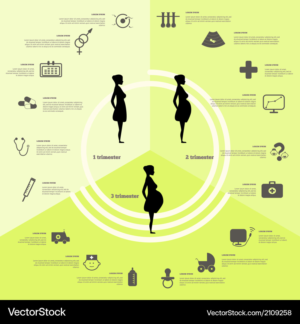 Pregnancy and birth infographics stages Royalty Free Vector