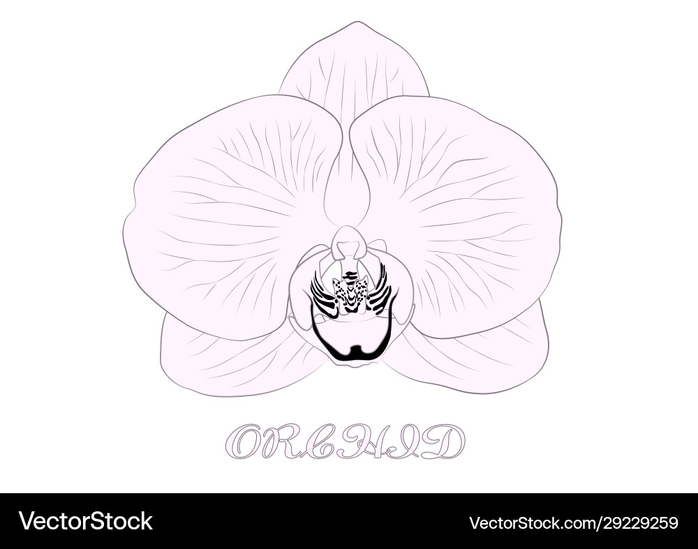 Orchid flower Royalty Free Vector Image - VectorStock