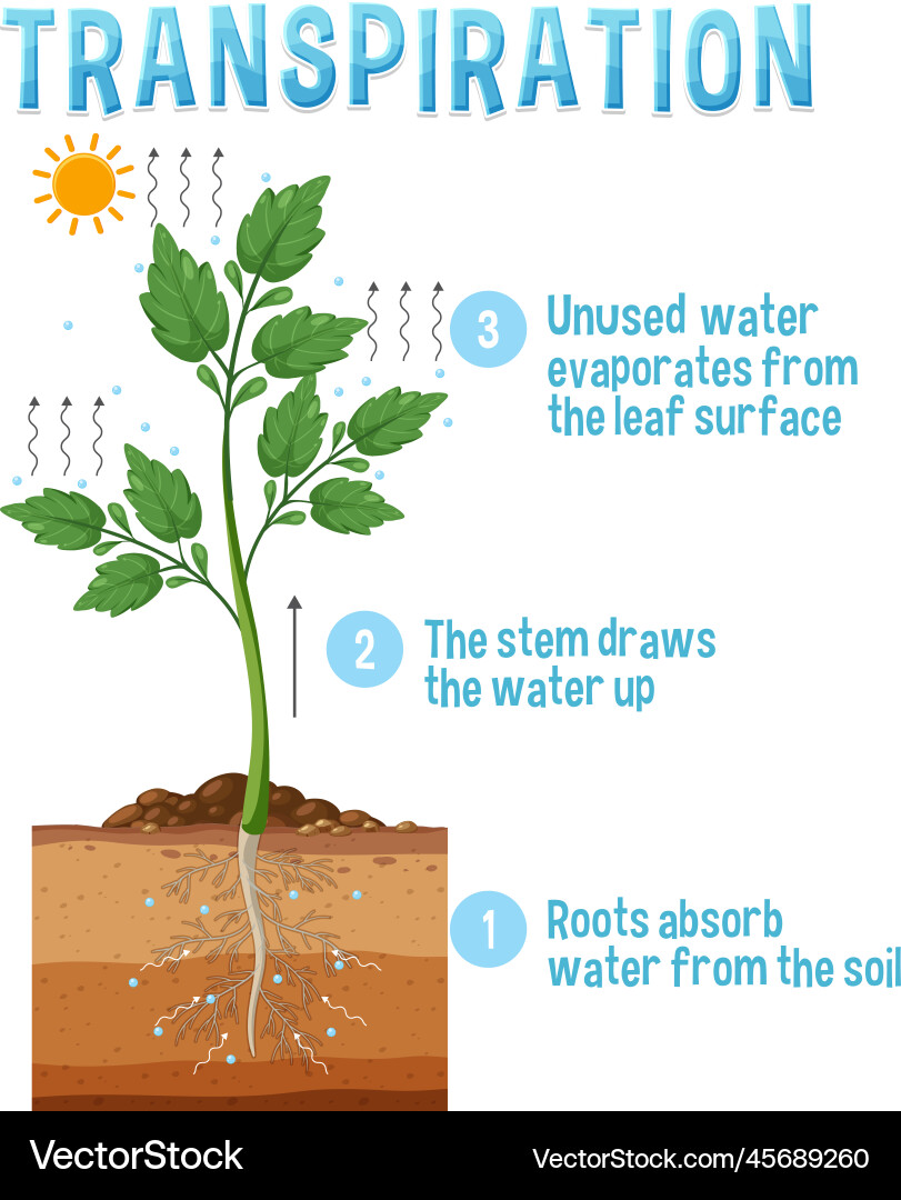 Diagram showing plant transpiration Royalty Free Vector