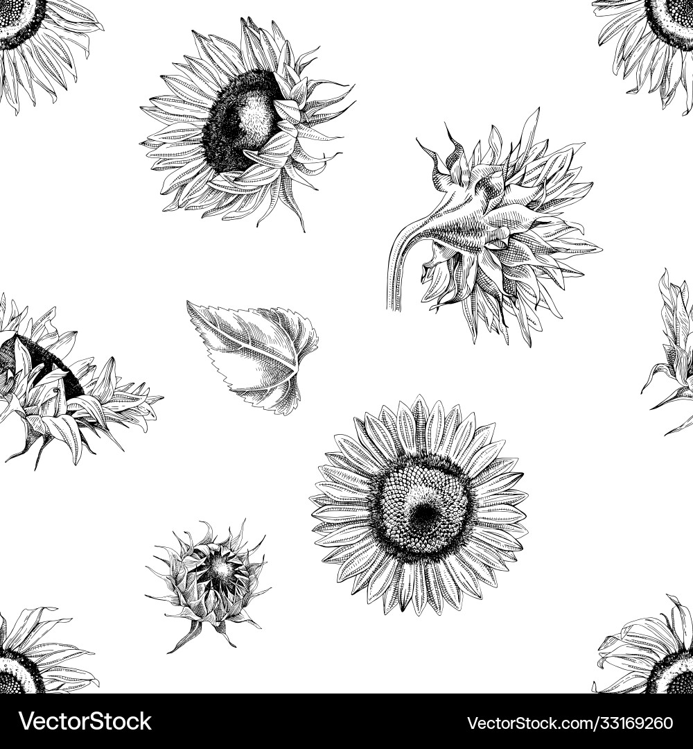 Sunflower Vector Images (over 53,000)