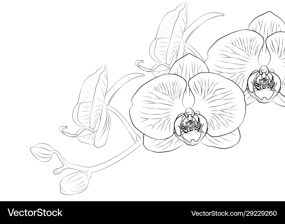 Orchid flower Royalty Free Vector Image - VectorStock