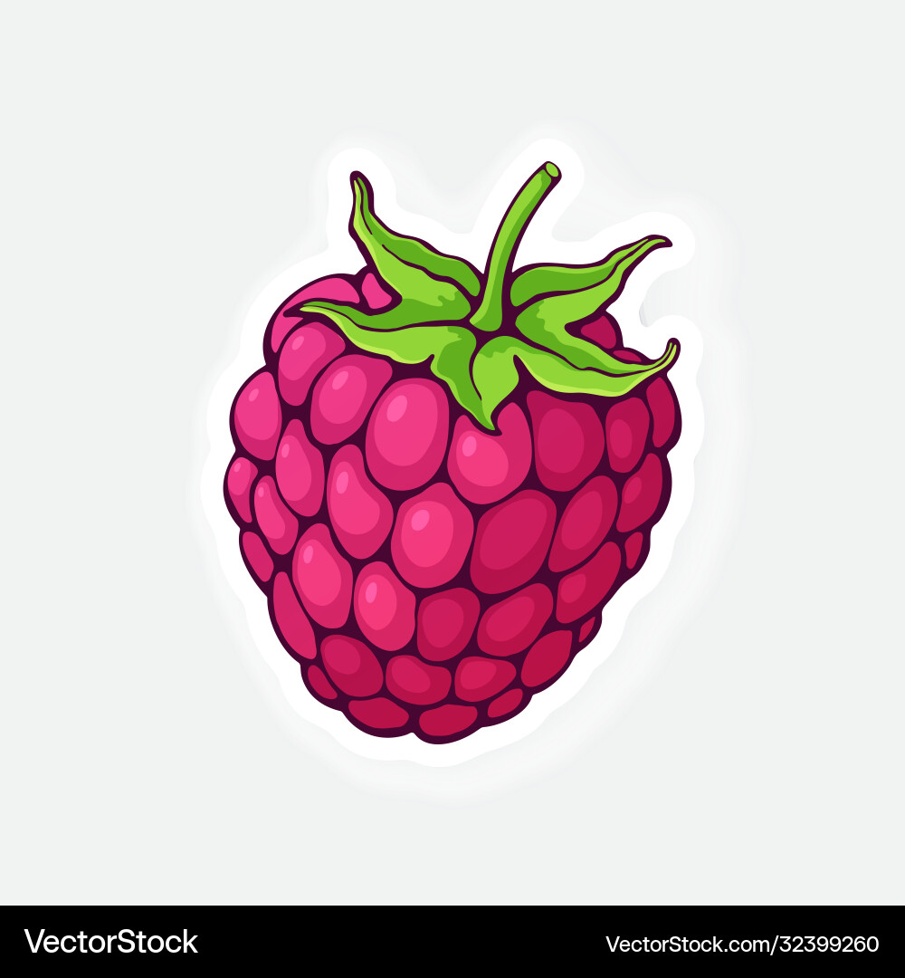 Raspberry fruit with stem healthy vegetarian food Vector Image