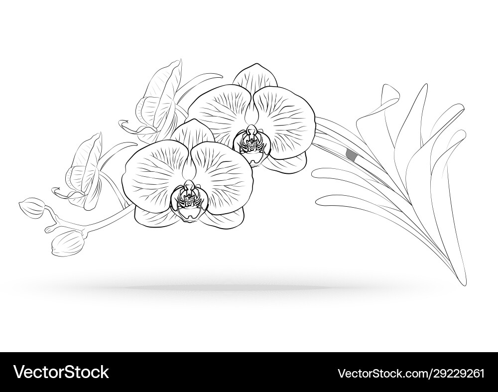 Orchid flower Royalty Free Vector Image - VectorStock