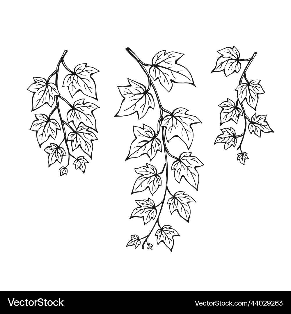 Hand-Drawn Ivy Branch Sketch Royalty Free Vector Image