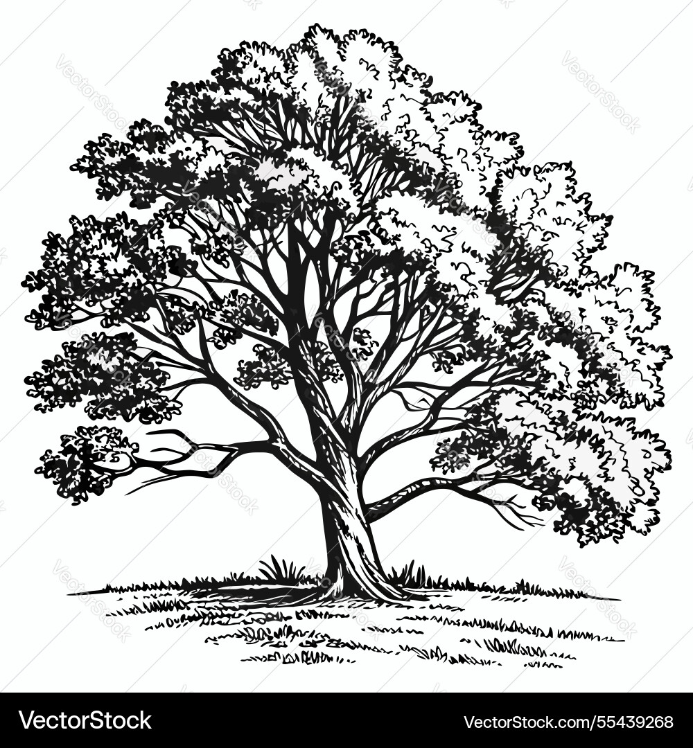 Vintage maple tree line art Royalty Free Vector Image