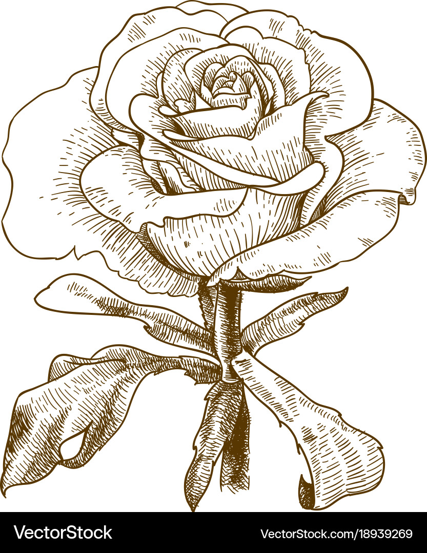 Engraving of rose flower Royalty Free Vector Image