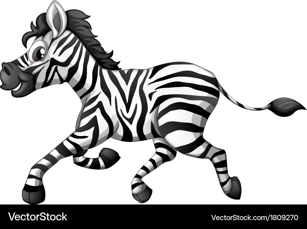 A zebra running Royalty Free Vector Image - VectorStock