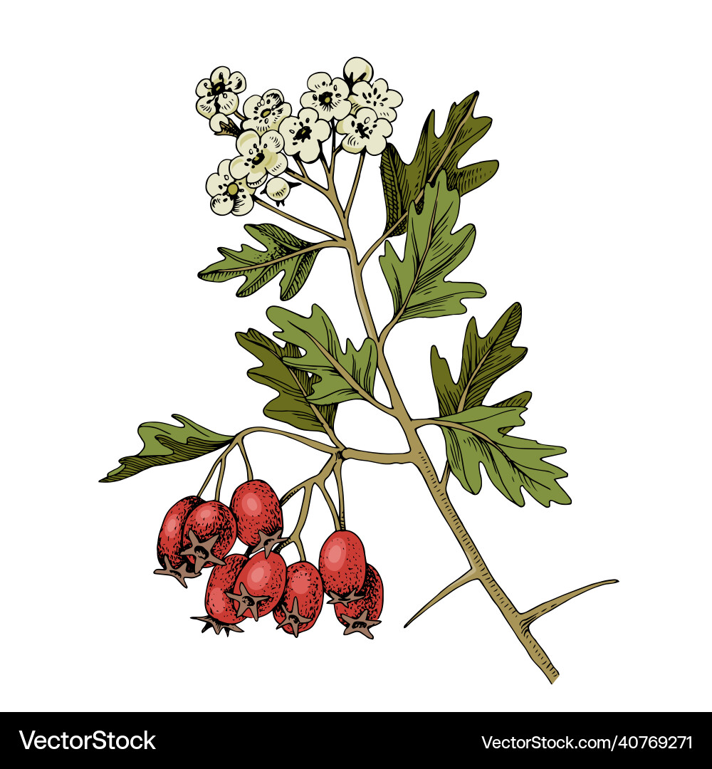 Hand drawn hawthorn with berries and blossoms Vector Image