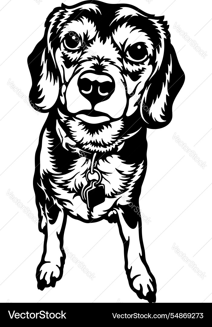 Beagle dog breed - pet cut file Royalty Free Vector Image