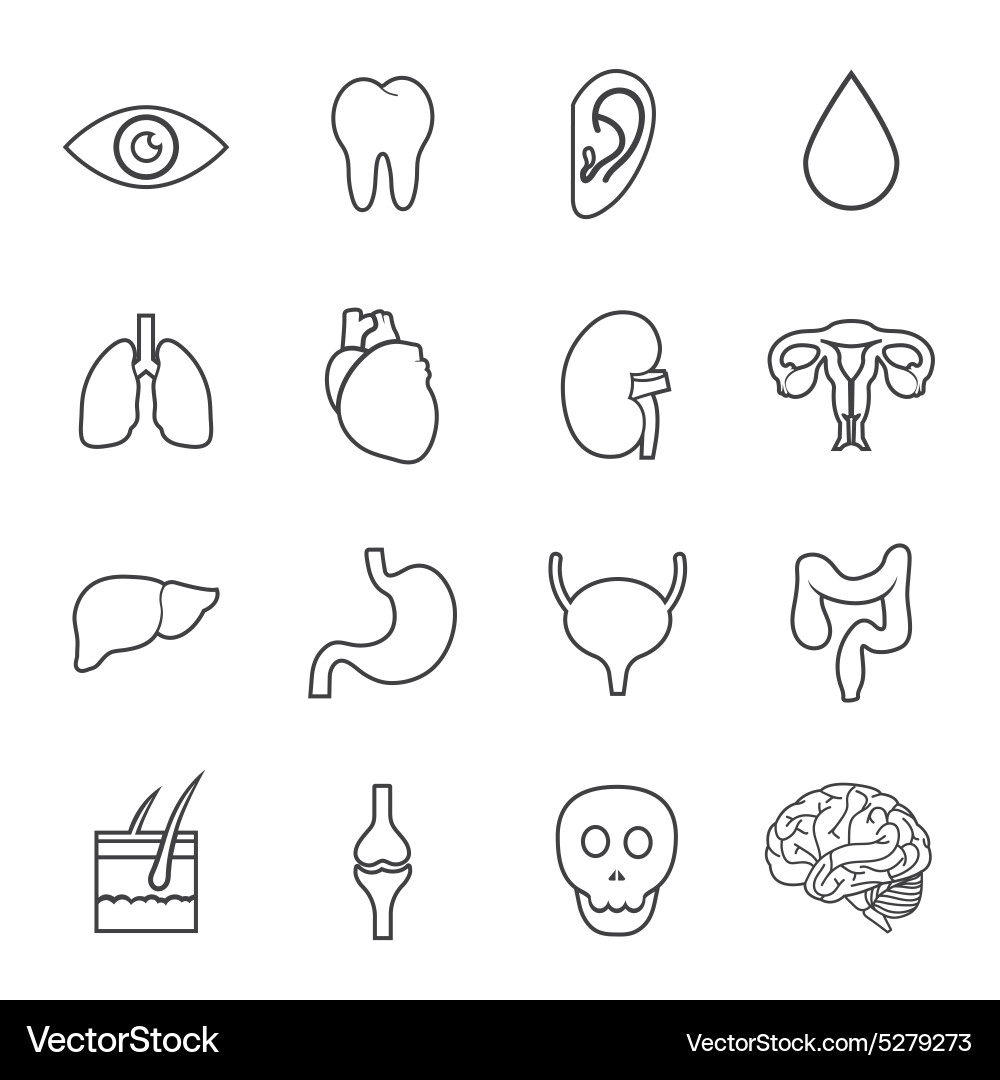 Human organs icon Royalty Free Vector Image - VectorStock