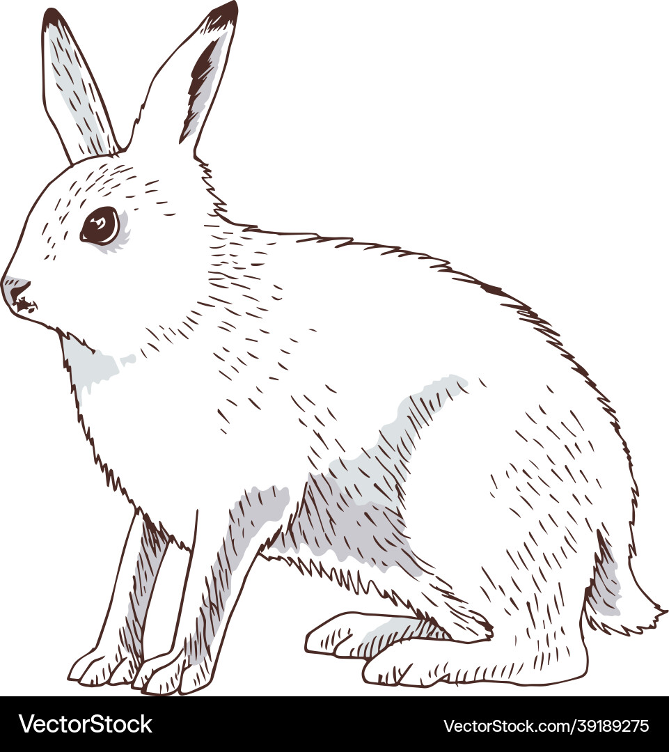Arctic Hare Clipart