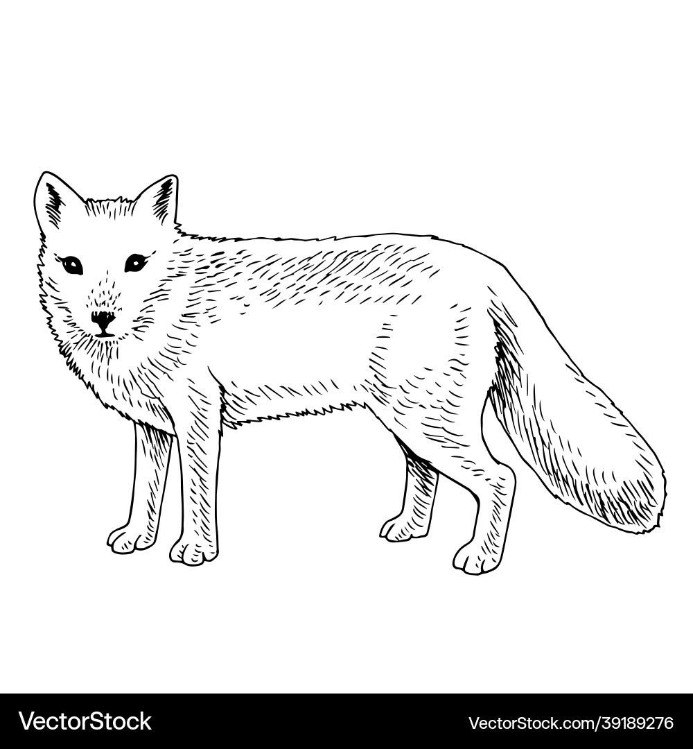 Hand drawn arctic fox vulpes lagopus Royalty Free Vector