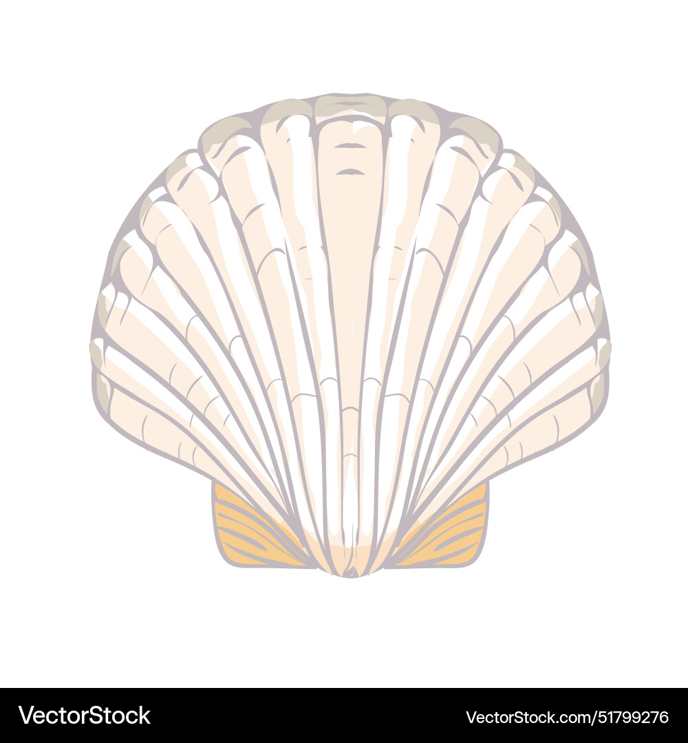 Seashell isolated on white background yellow sea Vector Image