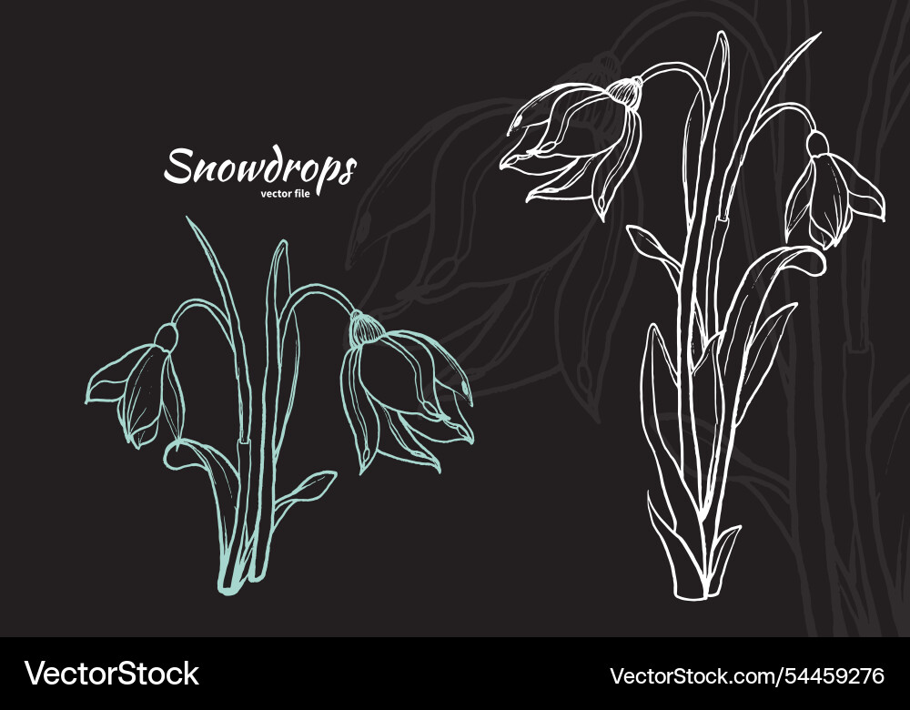 Sensitive snowdrop outline Royalty Free Vector Image