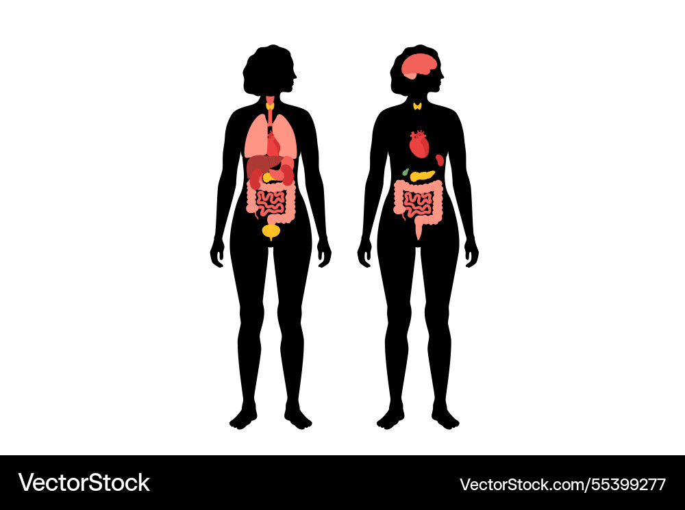 Human internal organs Royalty Free Vector Image