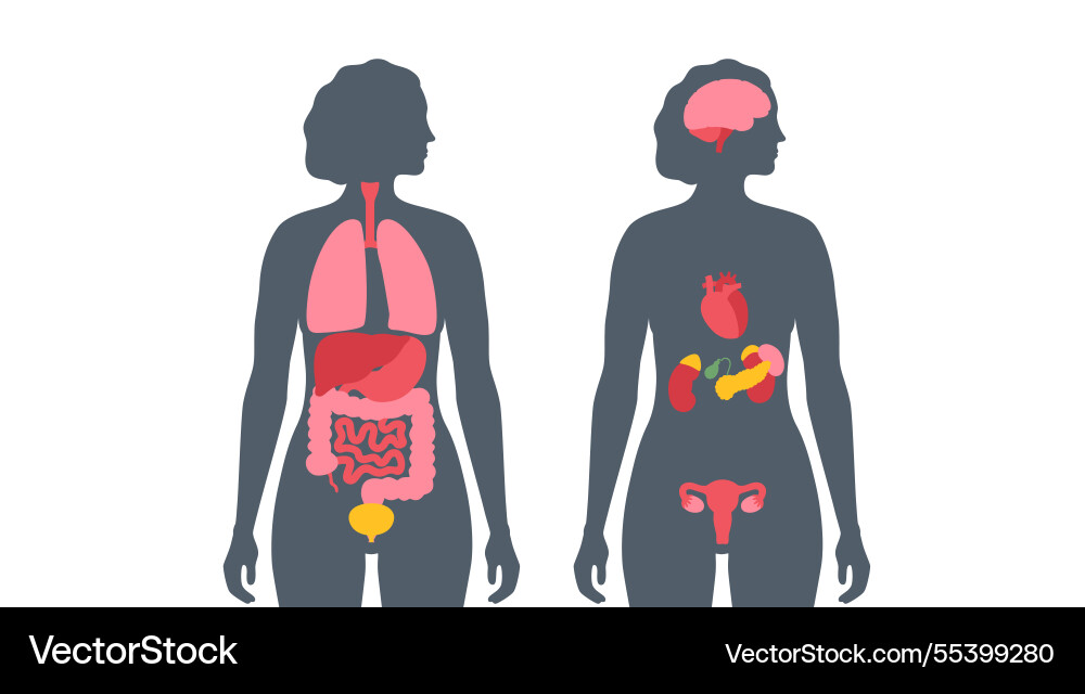 Human internal organs Royalty Free Vector Image