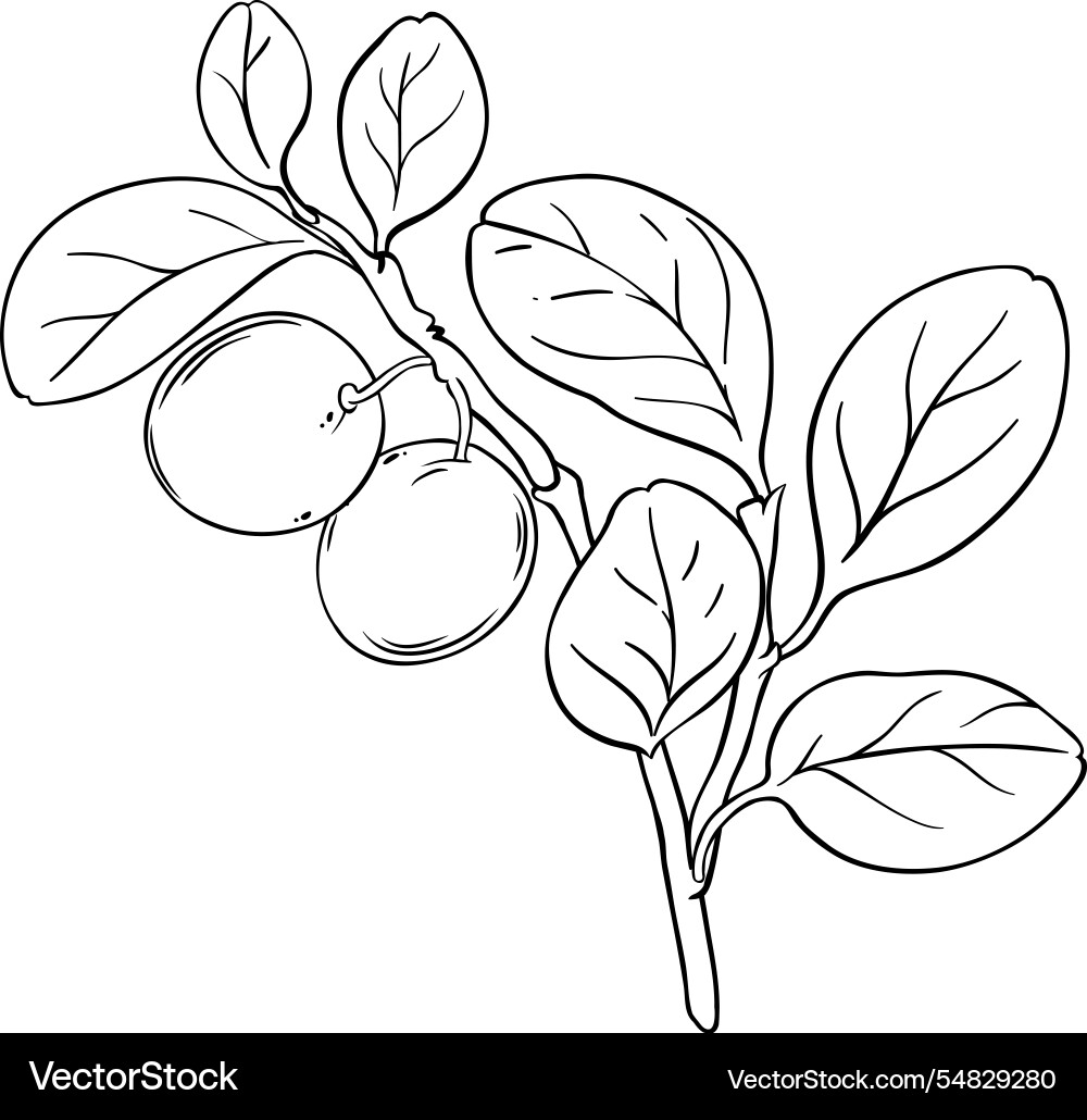 Ximenia branch isolated outline Royalty Free Vector Image