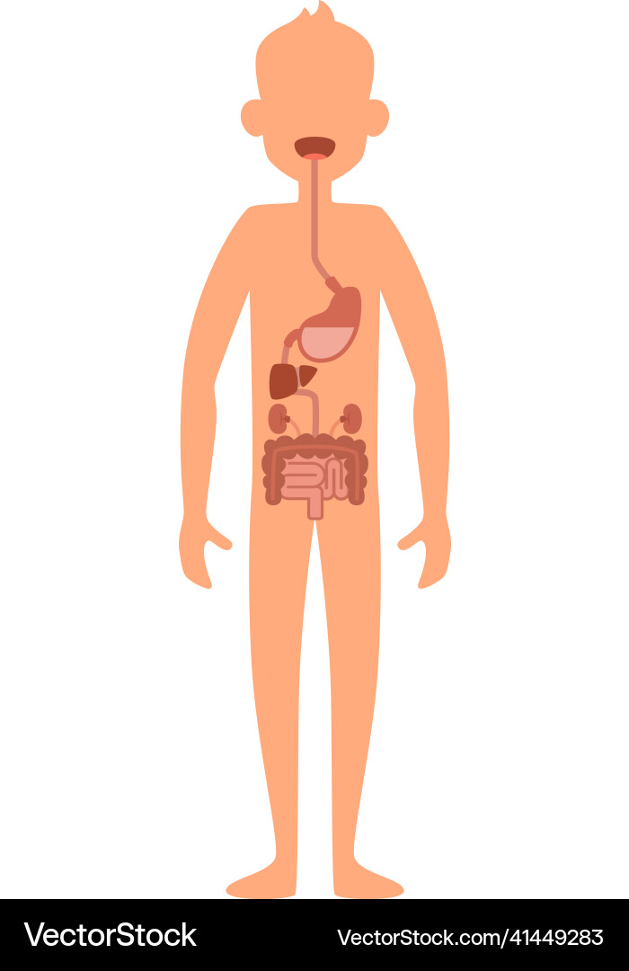 Human body digestive system anatomy map of man Vector Image