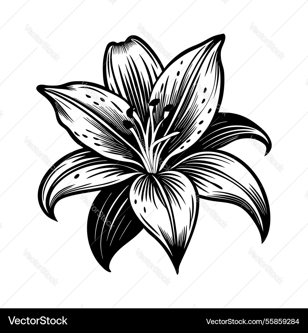 White lily design Royalty Free Vector Image - VectorStock