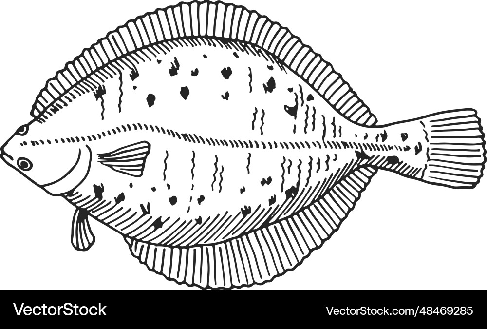Flounder sketch hand drawn sea fish engraving Vector Image
