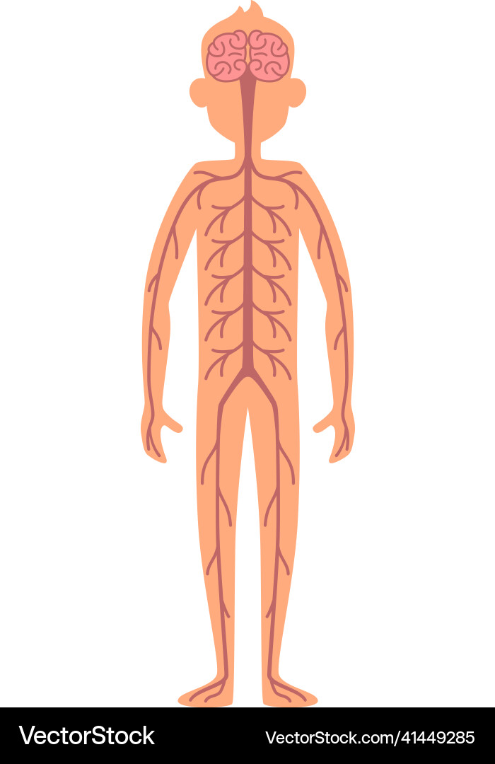 Anatomy Human Body Nerves