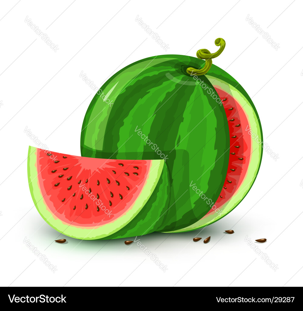 Water melon Royalty Free Vector Image - VectorStock