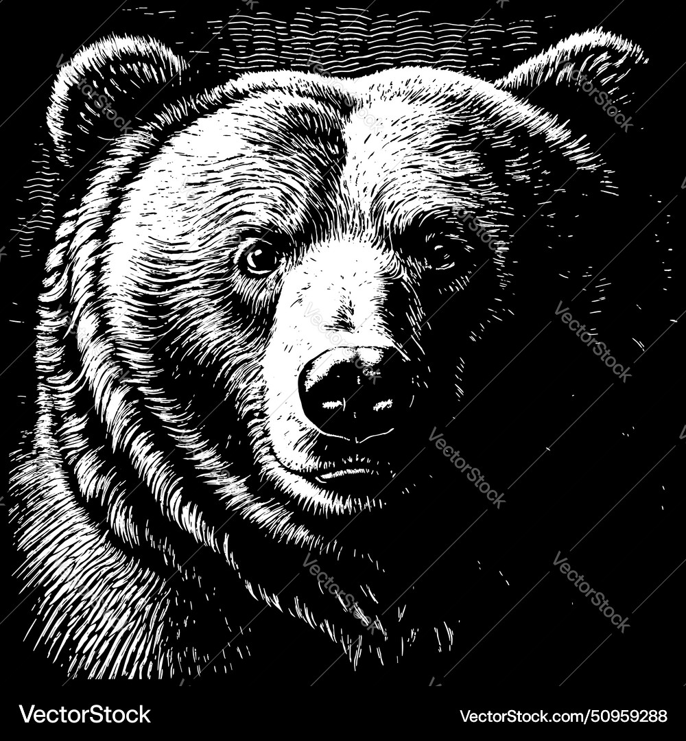 Brown bear portret in engraving style white Vector Image