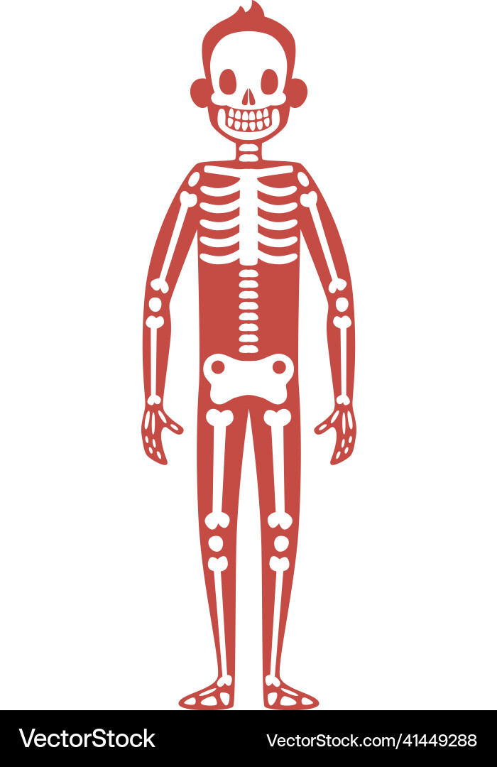 Man skeletal system for anatomy learning human Vector Image