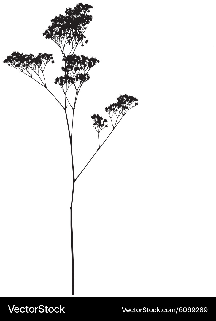 Botanical silhouette Royalty Free Vector Image