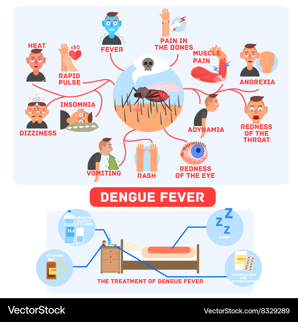Dengue fever infographics Royalty Free Vector Image