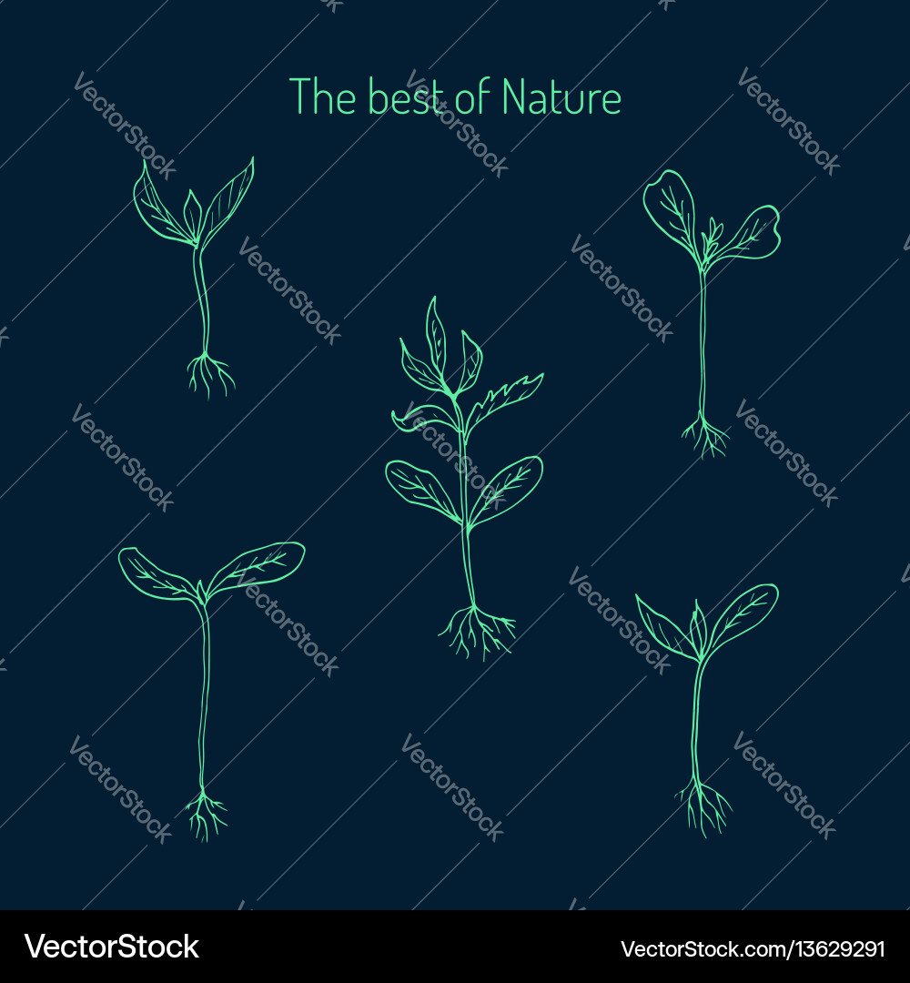 Hand draw sprouts plants Royalty Free Vector Image