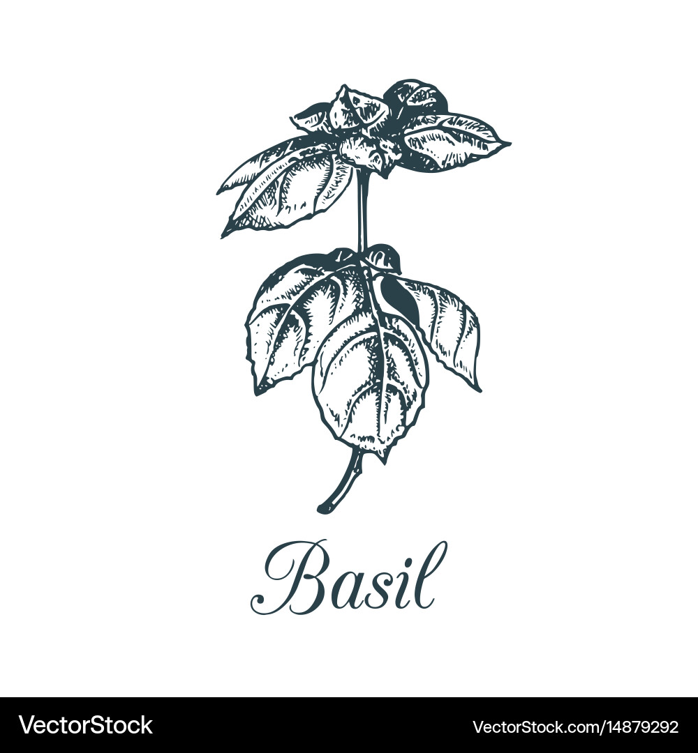 Basil branch hand drawn Royalty Free Vector Image