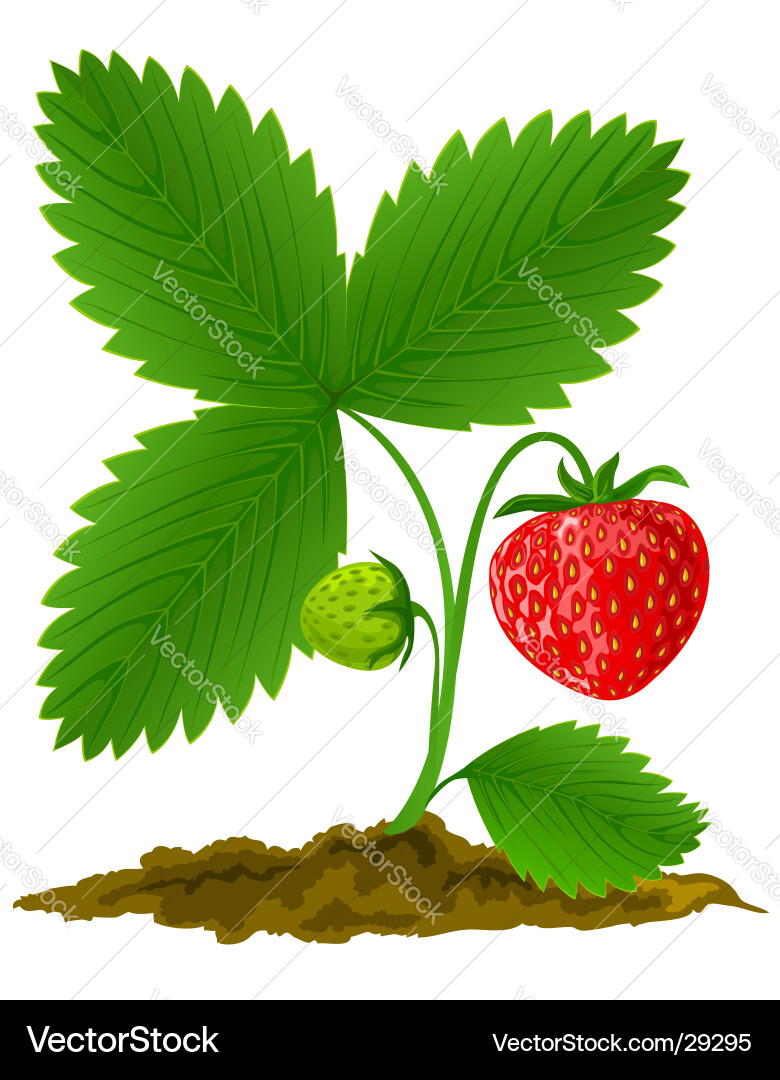 Strawberries Growing Vector Images (over 1,200)