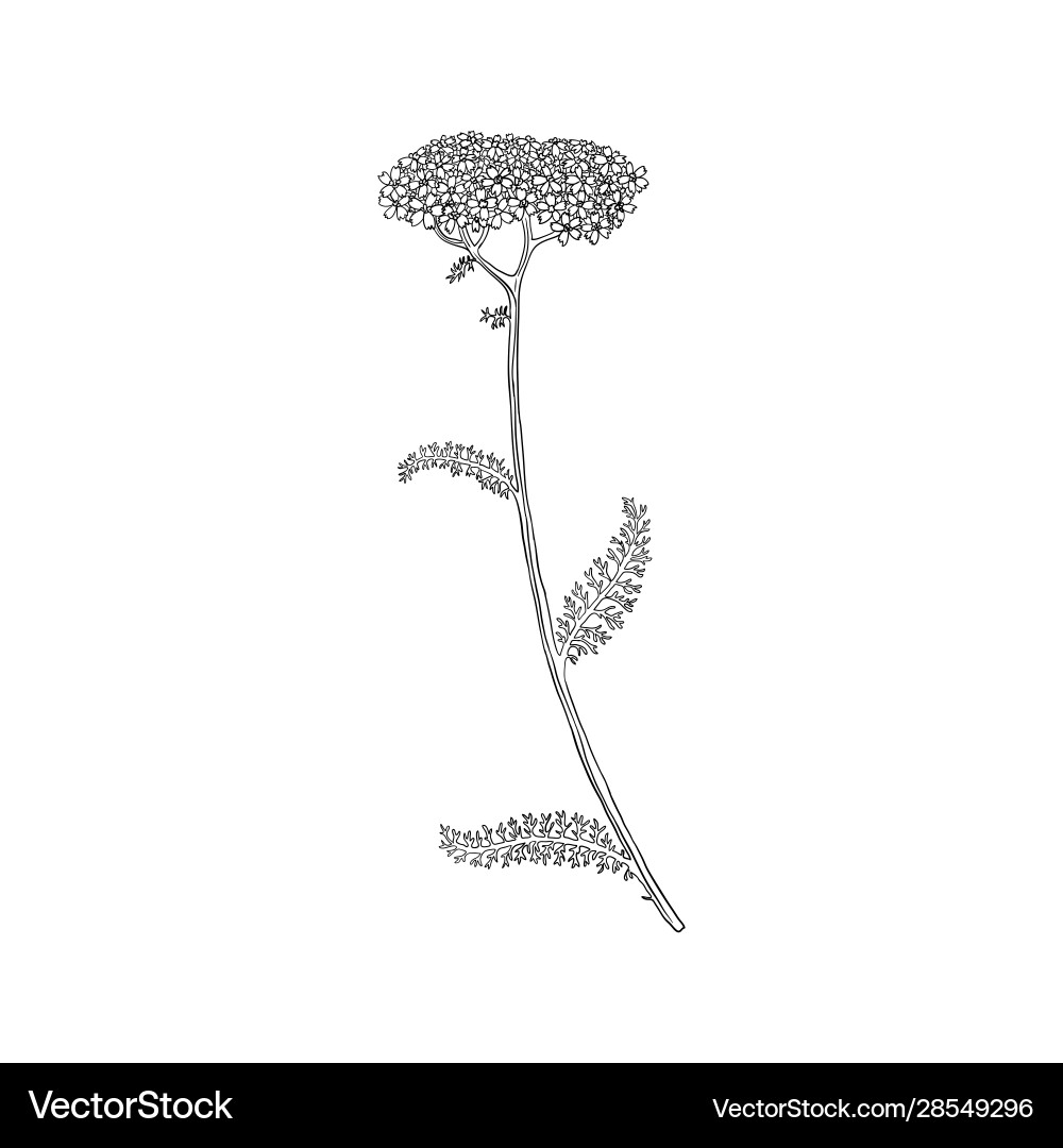Yarrow Drawing