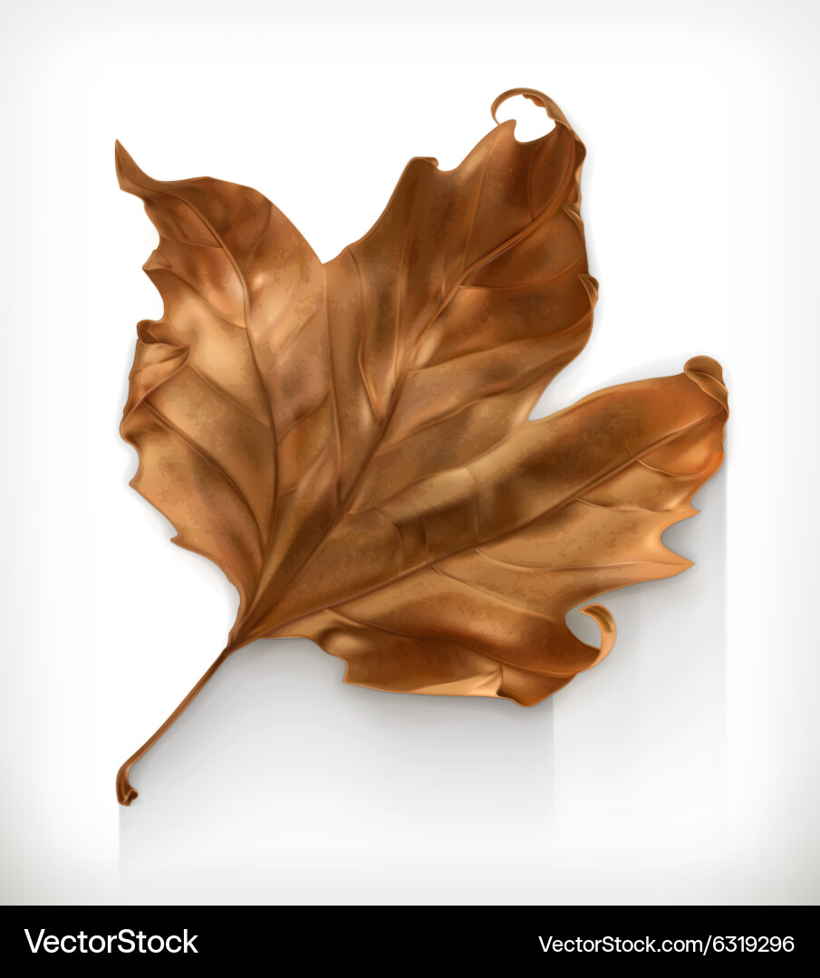 Dry maple leaf Royalty Free Vector Image - VectorStock