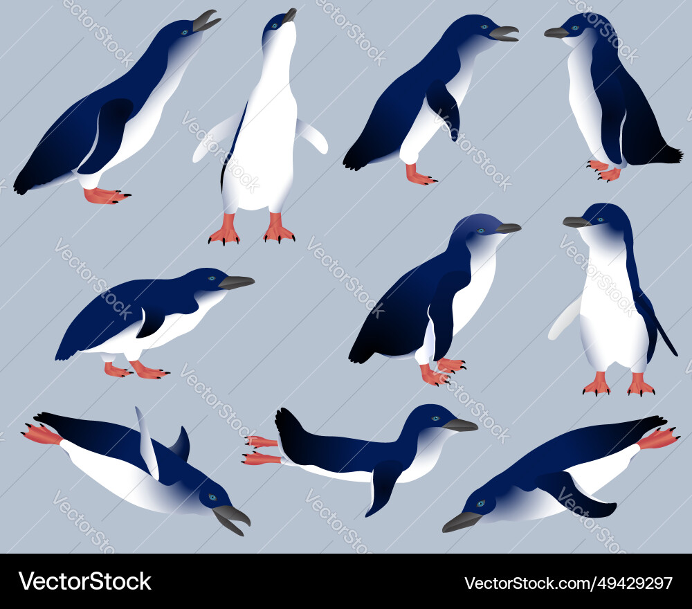 Little penguin colour Royalty Free Vector Image