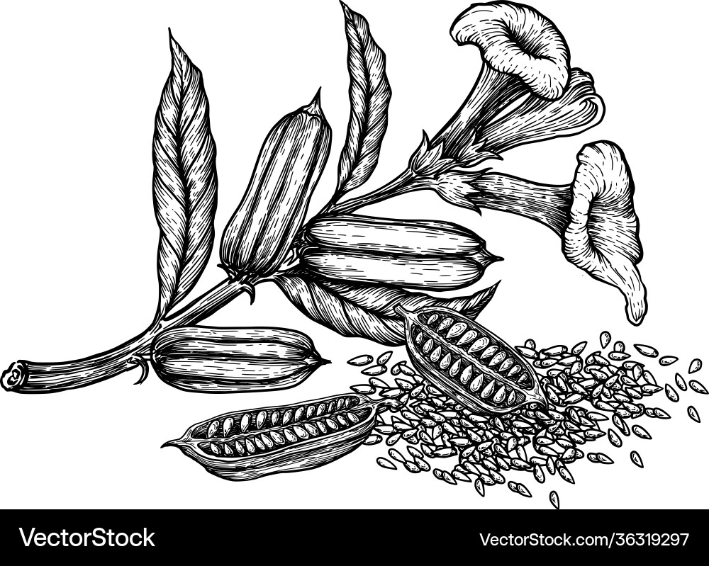 Sesame Fruit and Seed Sketch Royalty Free Vector Image