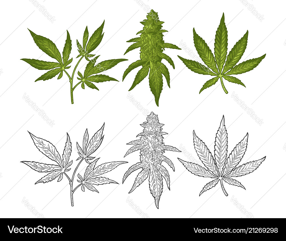Cannabis Plant with Buds Royalty Free Vector Image