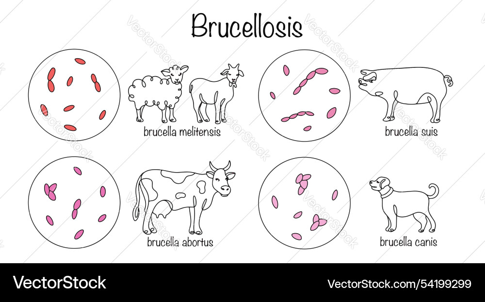 Brucellosis of animals Royalty Free Vector Image