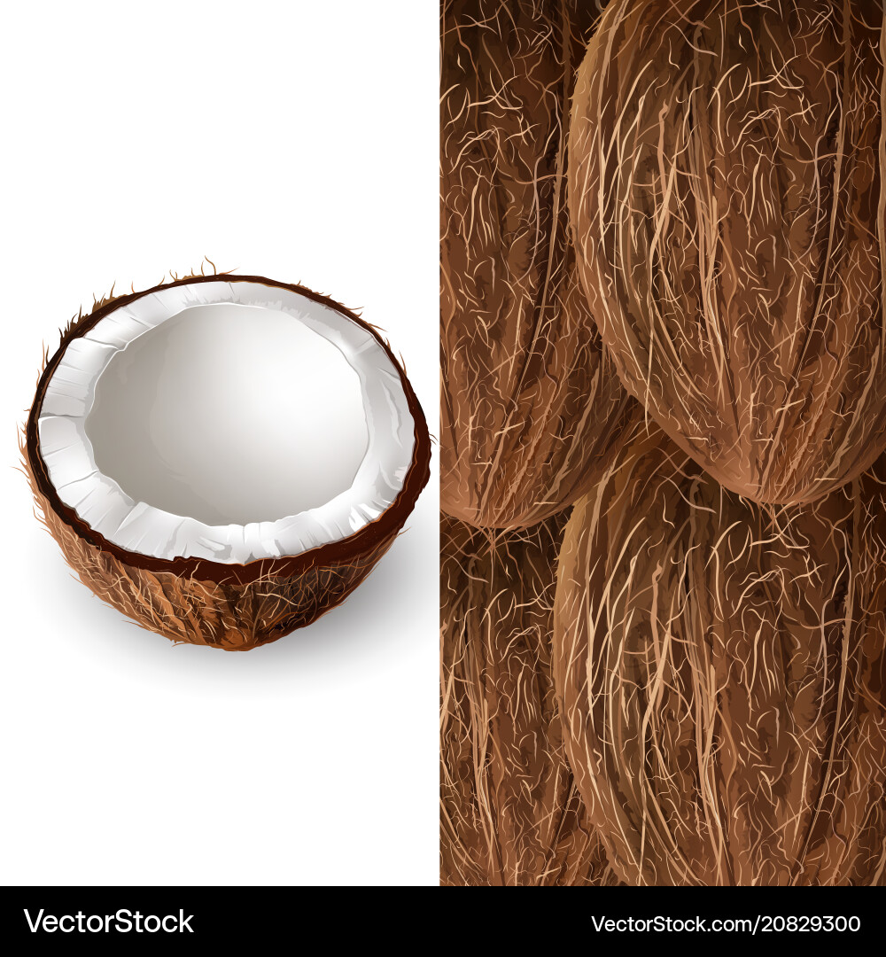 Coconut Royalty Free Vector Image - VectorStock